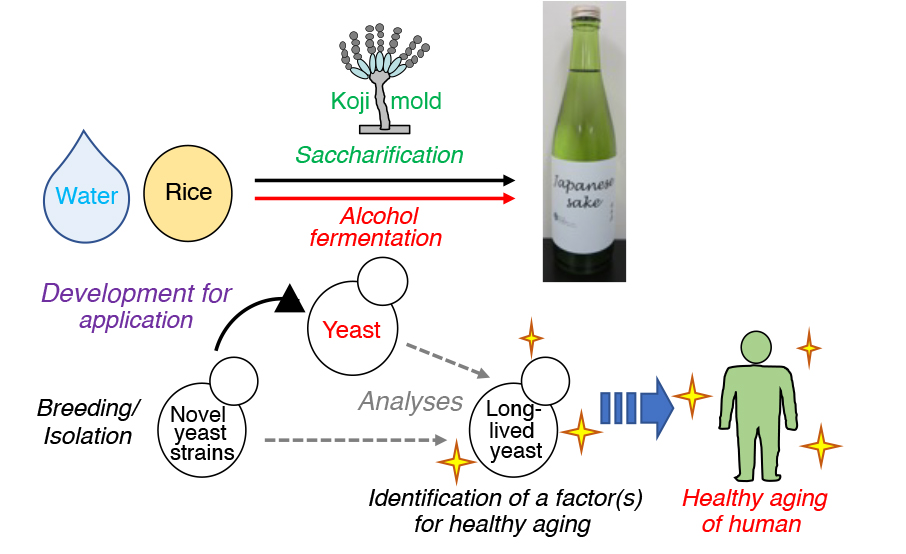 Research on yeast | 日本酒学センター